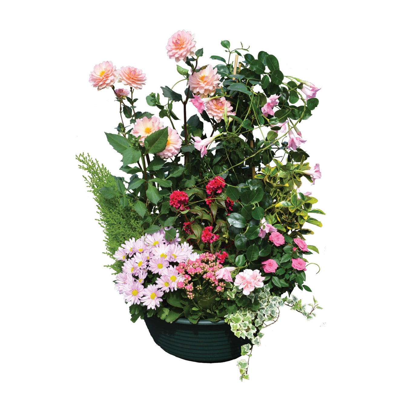 Vivaldi les 4 saisons – rose - Pompes funèbres Canard